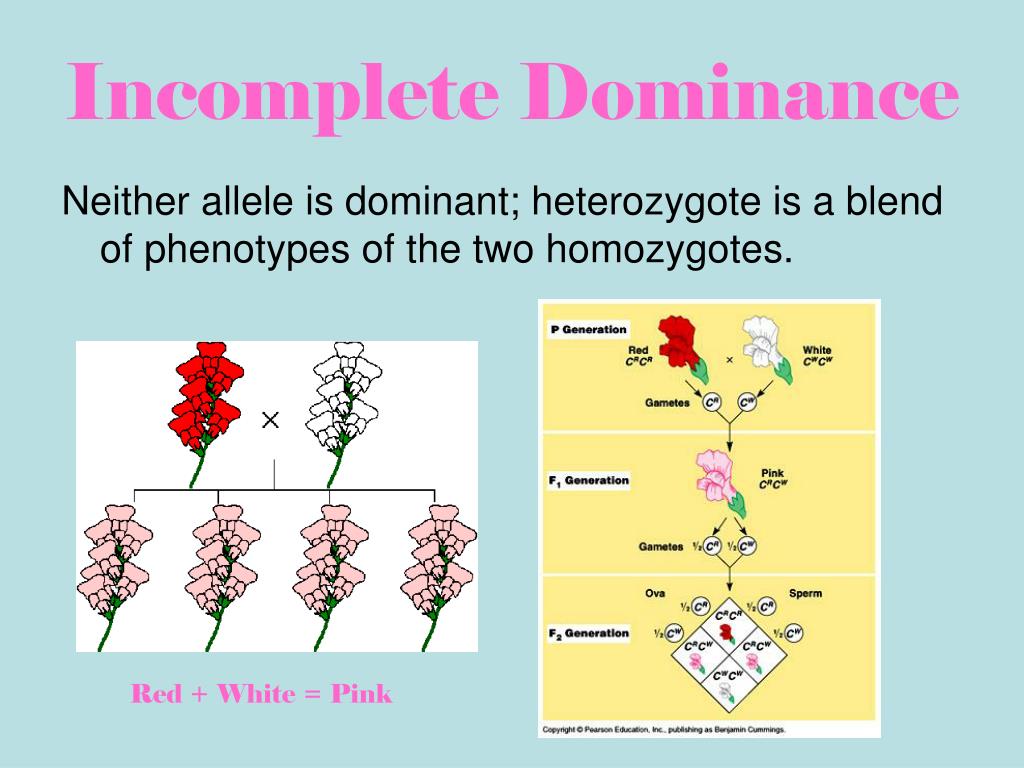 Ppt Complex Patterns Of Human Inheritance Powerpoint Hot Sex Picture