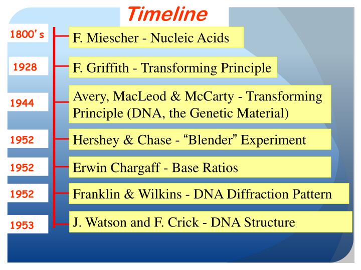PPT - DNA & DNA STRUCTURE PowerPoint Presentation - ID:1985738