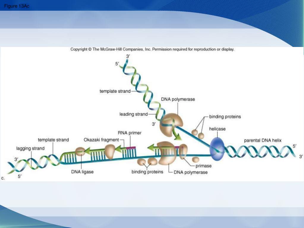 PPT - Chapter 1 2: Molecular Biology of the Gene PowerPoint ...