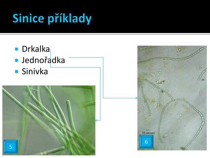 PPT - Zelené řasy, sinice, bakterie PowerPoint Presentation - ID:1985753