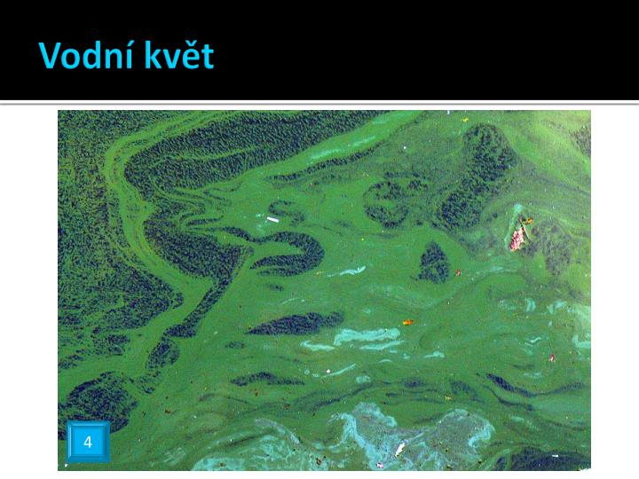 PPT - Zelené řasy, sinice, bakterie PowerPoint Presentation - ID:1985753