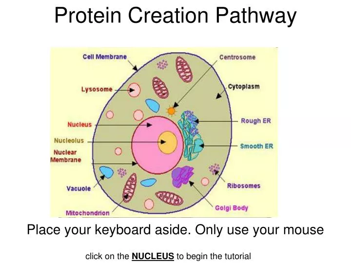 PPT - Protein Creation Pathway PowerPoint Presentation, free download ...