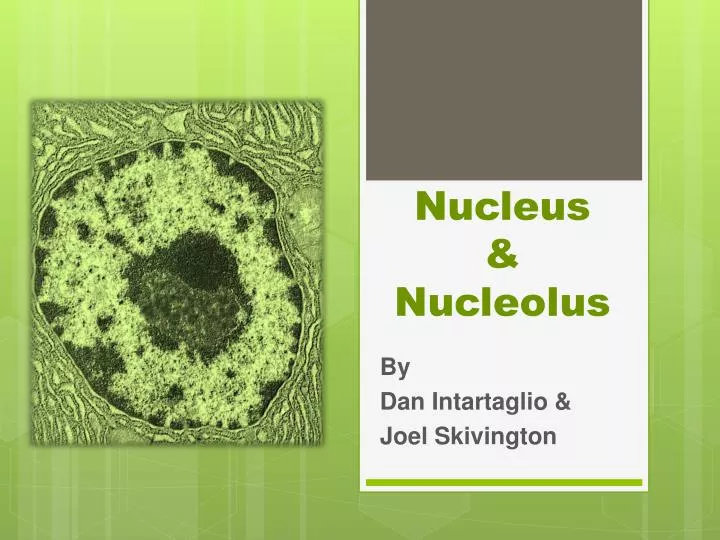 PPT - Nucleus & Nucleolus PowerPoint Presentation, free download - ID ...