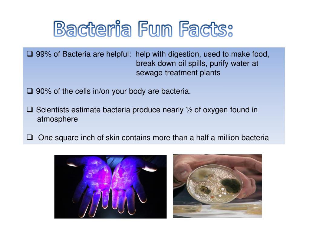 PPT - Bacteria Fun Facts: PowerPoint Presentation, free download - ID ... PPT - Bacteria Fun Facts: PowerPoint Presentation, free download - ID ...