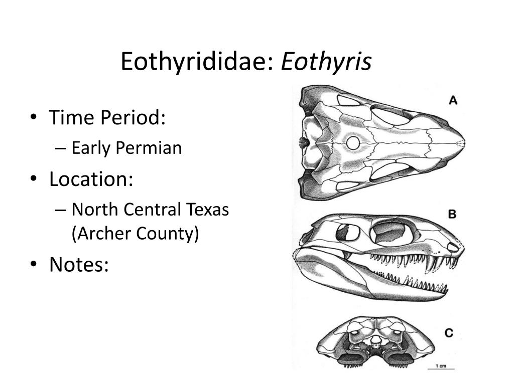 PPT - BIOLOGY 622 – FALL 2014 BASAL AMNIOTA - STRUCTURE AND PHYLOGENY ...