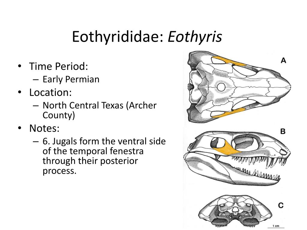 PPT - BIOLOGY 622 – FALL 2014 BASAL AMNIOTA - STRUCTURE AND PHYLOGENY ...