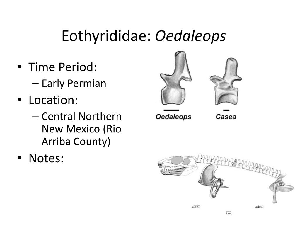 PPT - BIOLOGY 622 – FALL 2014 BASAL AMNIOTA - STRUCTURE AND PHYLOGENY ...