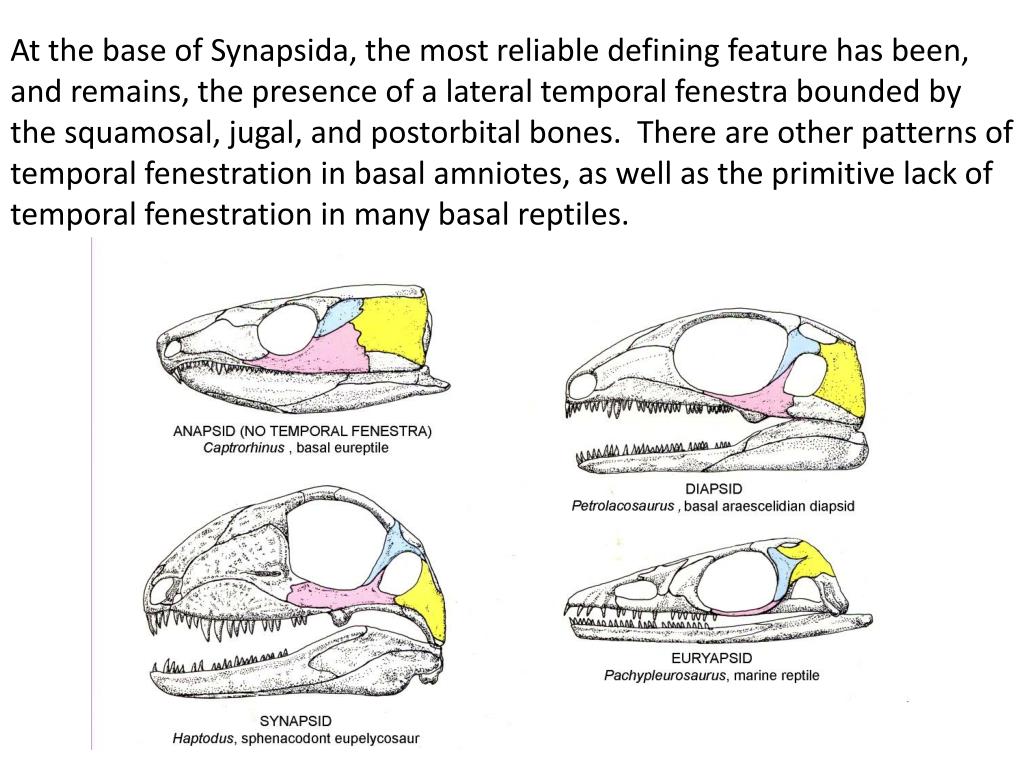 PPT - BIOLOGY 622 – FALL 2014 BASAL AMNIOTA - STRUCTURE AND PHYLOGENY ...