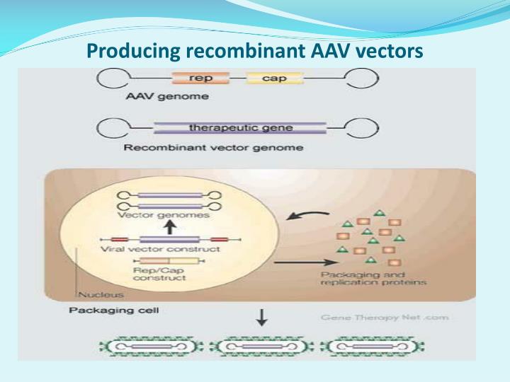 PPT - Gene therapy With Adeno -Associated Virus PowerPoint Presentation ...