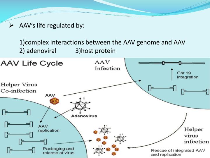 PPT - Gene therapy With Adeno -Associated Virus PowerPoint Presentation ...
