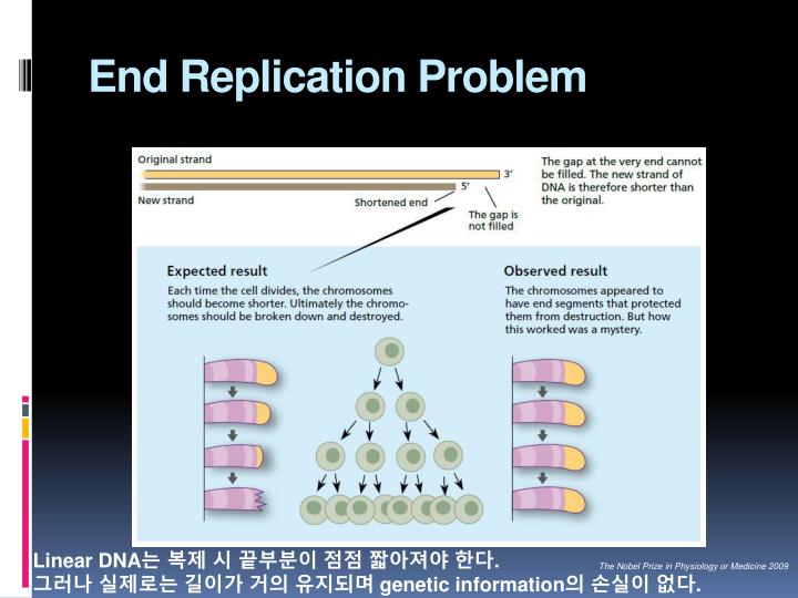 PPT - Telomere PowerPoint Presentation - ID:1986747