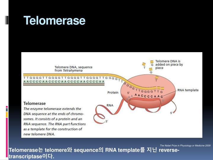 PPT - Telomere PowerPoint Presentation - ID:1986747