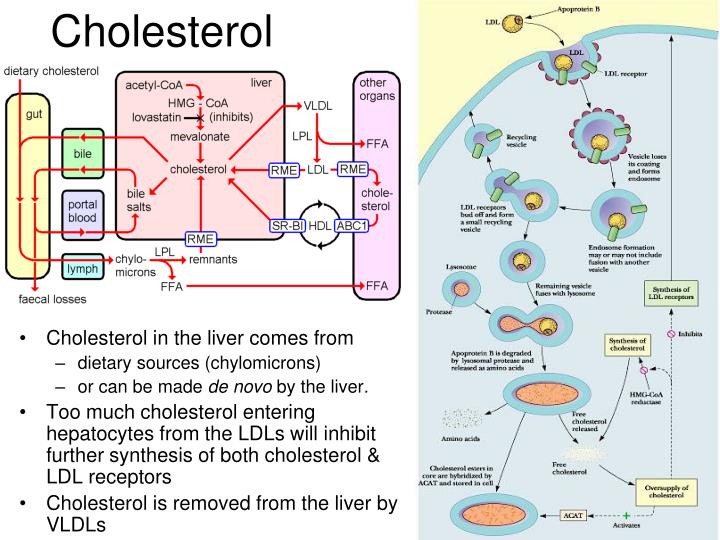 PPT - The Liver & Gallbladder PowerPoint Presentation - ID:1987239