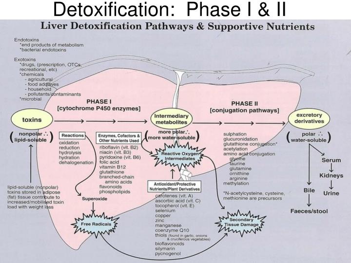 PPT - The Liver & Gallbladder PowerPoint Presentation - ID:1987239