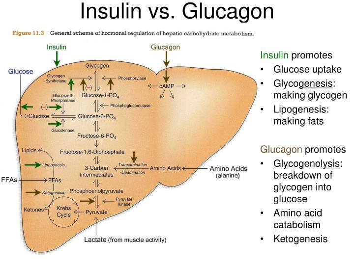 PPT - The Liver & Gallbladder PowerPoint Presentation - ID:1987239