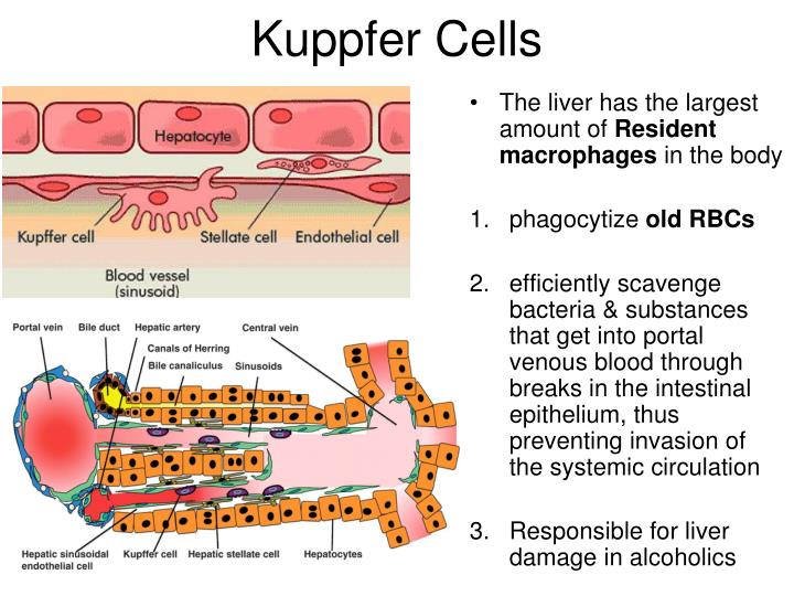PPT - The Liver & Gallbladder PowerPoint Presentation - ID:1987239