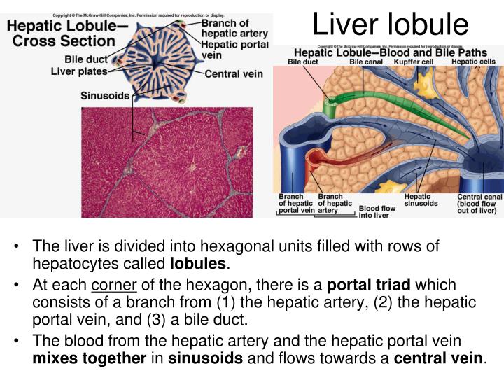 PPT - The Liver & Gallbladder PowerPoint Presentation - ID:1987239