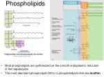PPT - The Liver & Gallbladder PowerPoint Presentation - ID:1987239