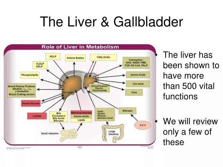 PPT - The Liver & Gallbladder PowerPoint Presentation, free download ...