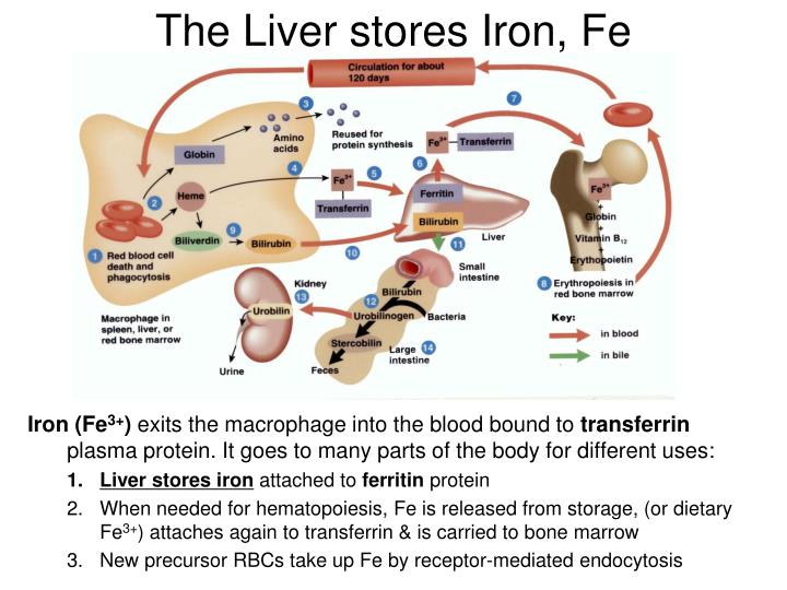 PPT - The Liver & Gallbladder PowerPoint Presentation - ID:1987239