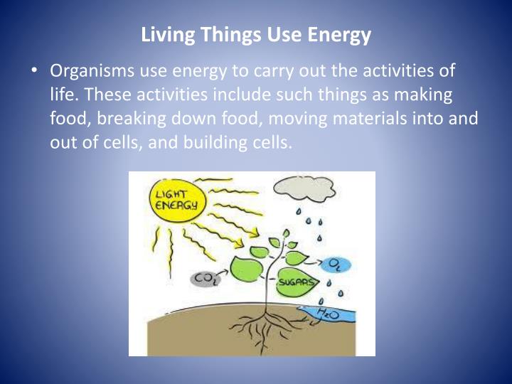 PPT - Characteristics of Living Things PowerPoint Presentation - ID:1987402