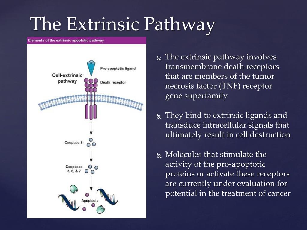 PPT - Targeted Cancer Therapies PowerPoint Presentation, free download ...