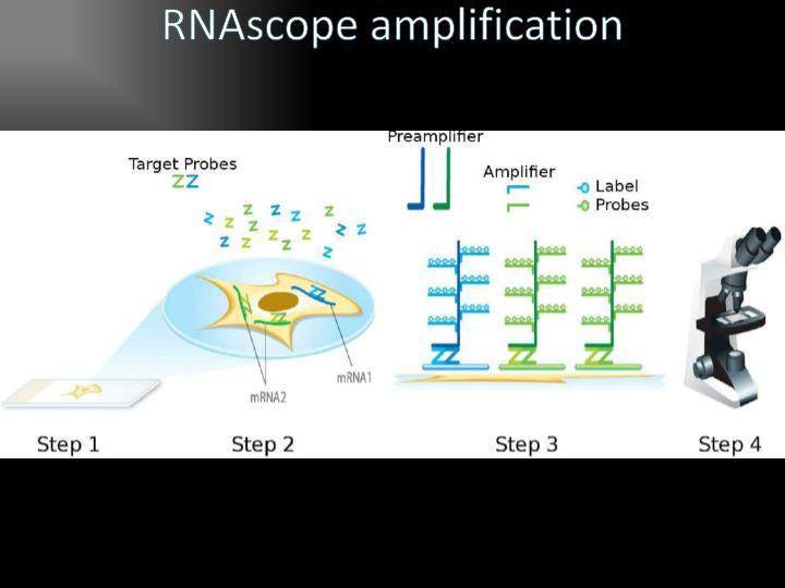 PPT - In Situ Hybridization PowerPoint Presentation - ID:1988074