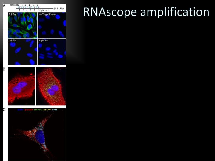 PPT - In Situ Hybridization PowerPoint Presentation - ID:1988074