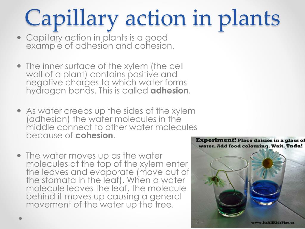 PPT - Lesson 3: Cohesion, adhesion & surface tension PowerPoint ... PPT - Lesson 3: Cohesion, adhesion & surface tension PowerPoint ...