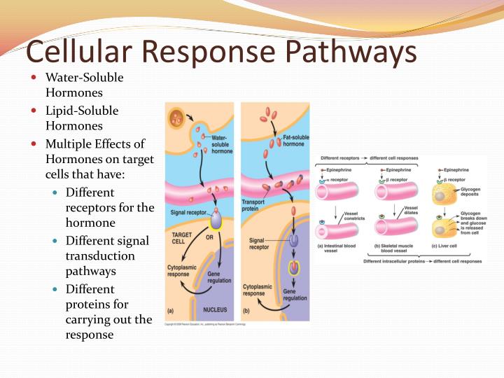 PPT - Chapter 45: Hormones and the Endocrine System PowerPoint ...