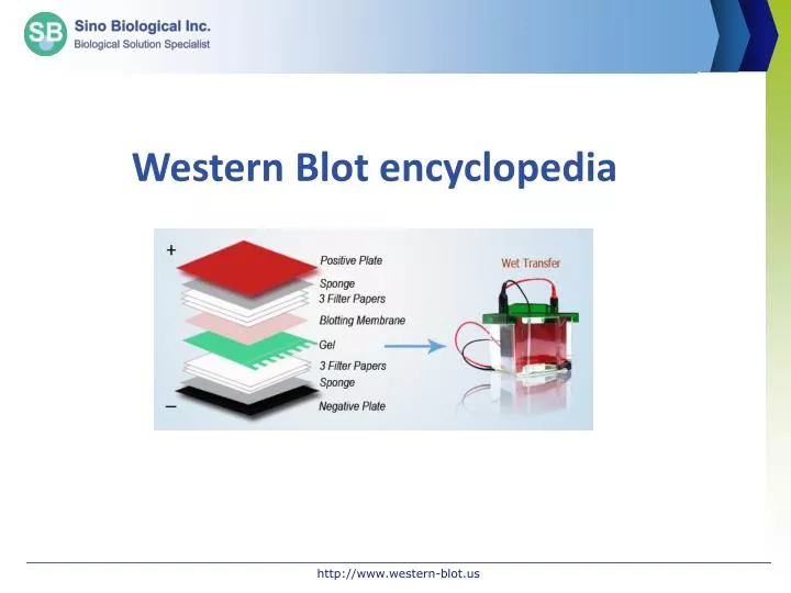 PPT - http://www.western-blot.us PowerPoint Presentation, free download ...