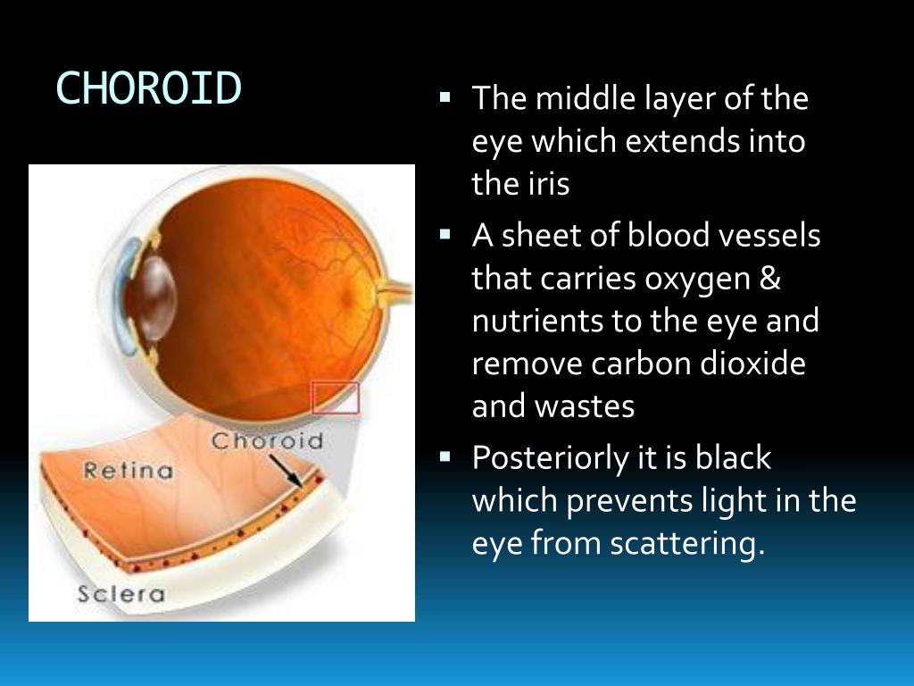 PPT - COMMUNICATION: HSC BIOLOGY OPTION PowerPoint Presentation, free ...