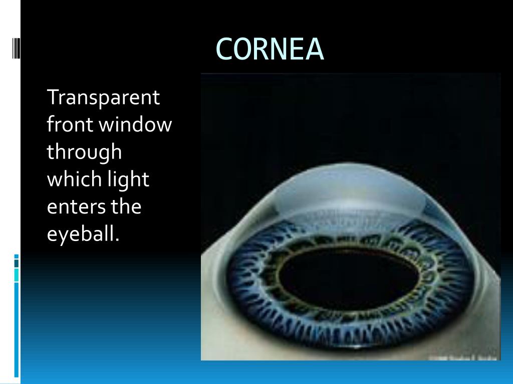 PPT - COMMUNICATION: HSC BIOLOGY OPTION PowerPoint Presentation, free ...