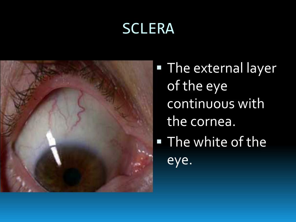 PPT - COMMUNICATION: HSC BIOLOGY OPTION PowerPoint Presentation, free ...