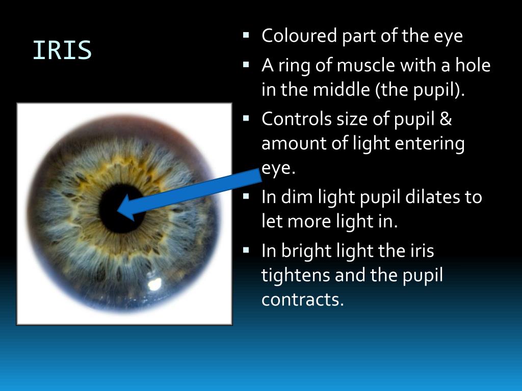 PPT - COMMUNICATION: HSC BIOLOGY OPTION PowerPoint Presentation, free ...