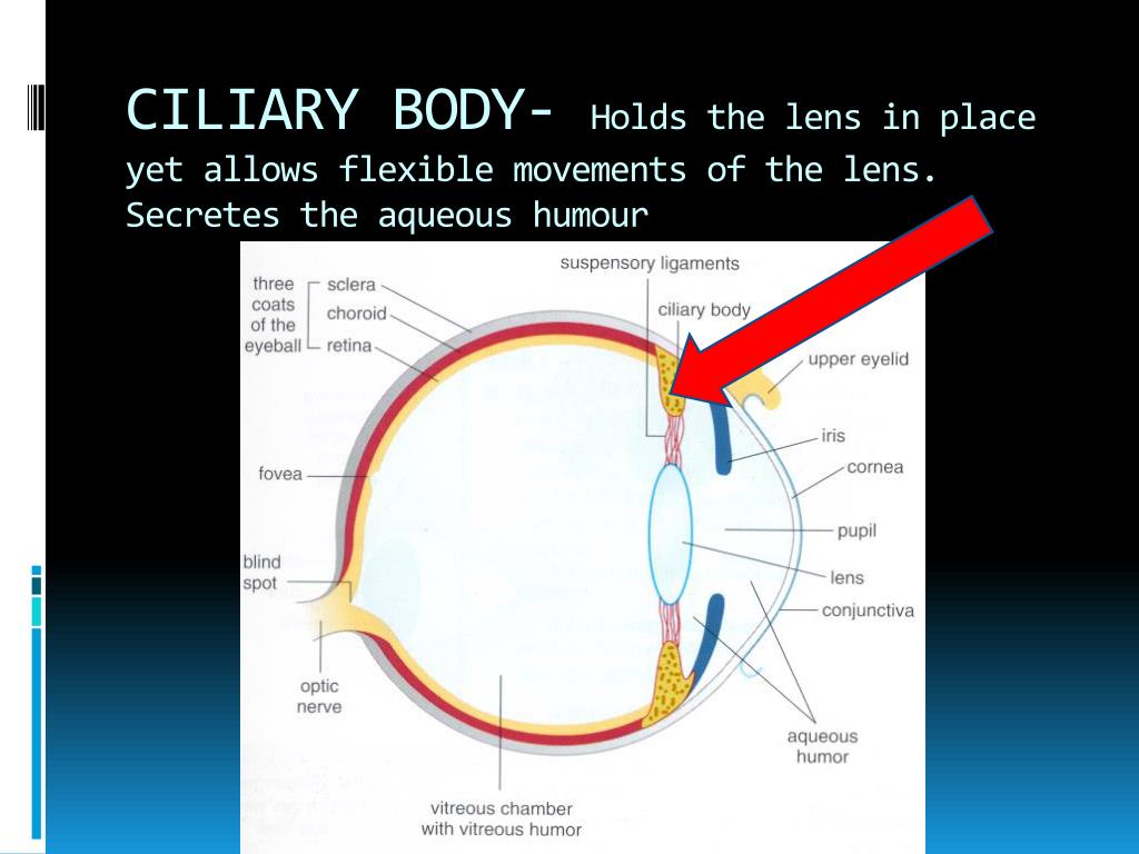 PPT - COMMUNICATION: HSC BIOLOGY OPTION PowerPoint Presentation, free ...