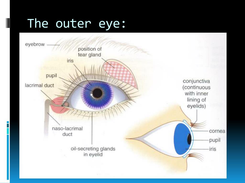 PPT - COMMUNICATION: HSC BIOLOGY OPTION PowerPoint Presentation, free ...
