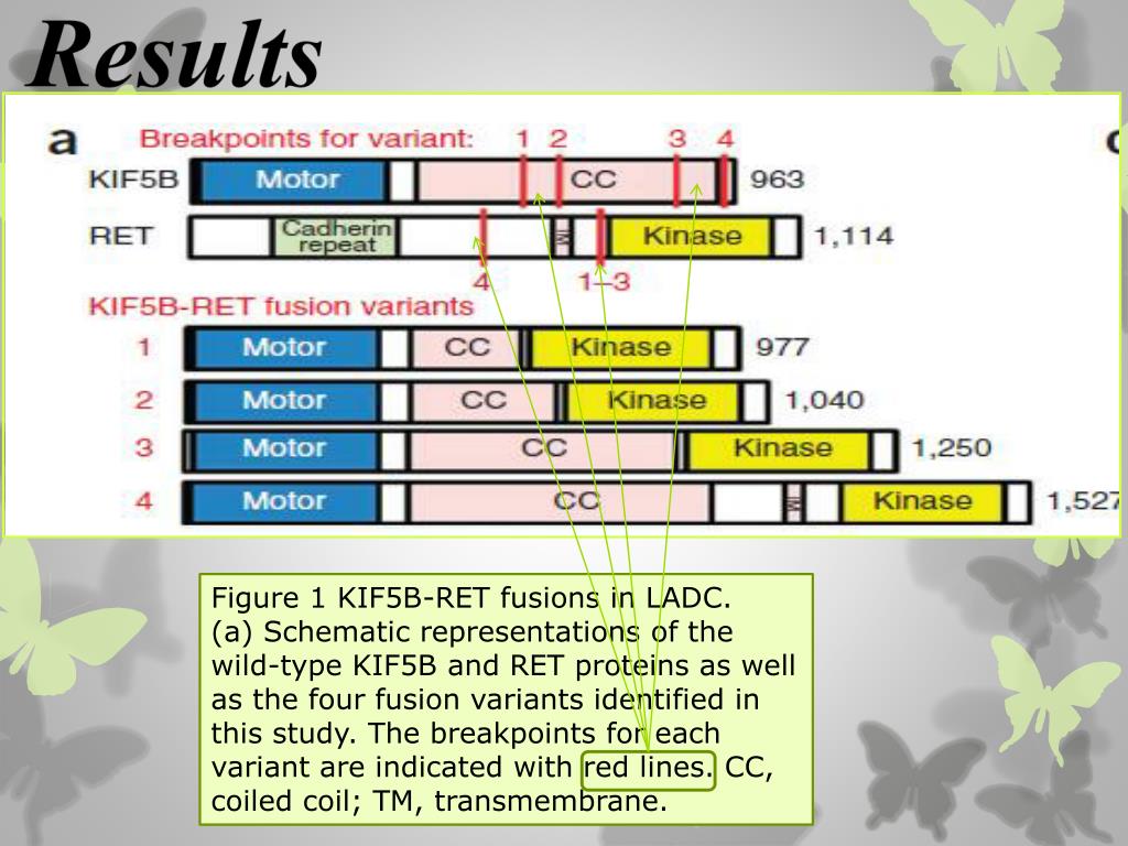 PPT - KIF5B-RET fusions in lung adenocarcinoma PowerPoint Presentation ...