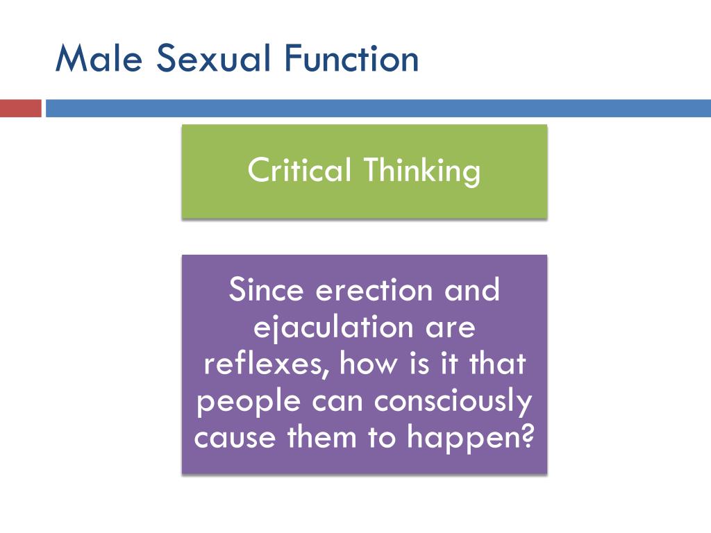 Ppt Male Sexual Anatomy And Physiology Powerpoint Presentation Free