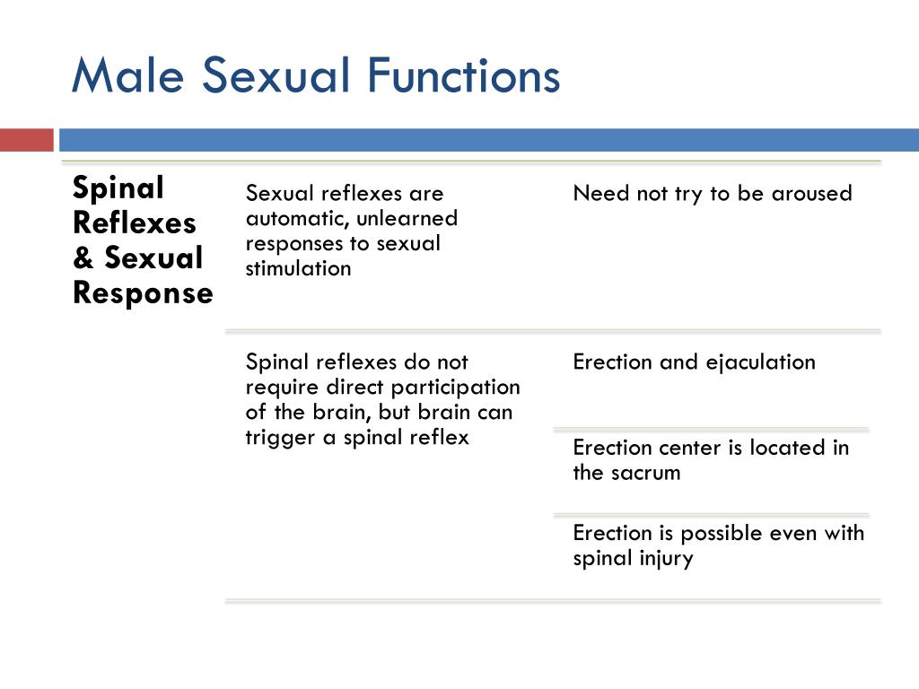Ppt Male Sexual Anatomy And Physiology Powerpoint Presentation Free