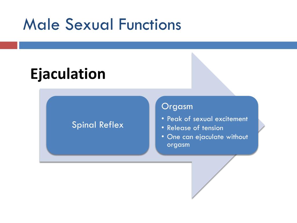 Ppt Male Sexual Anatomy And Physiology Powerpoint Presentation Free