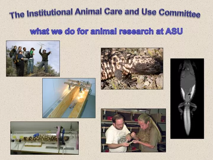 PPT - The Institutional Animal Care and Use Committee PowerPoint ...