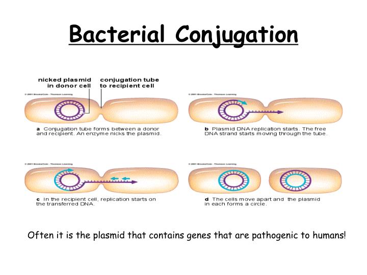 PPT - General Introduction to Bacteria With Special Thanks to Megan ...