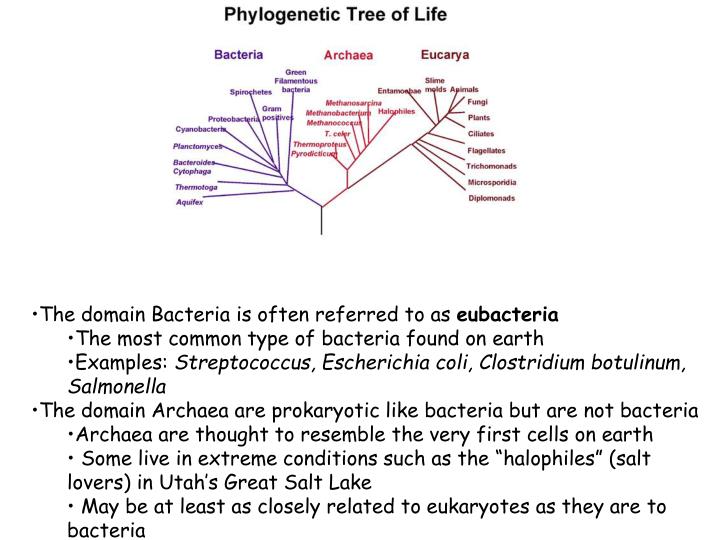 PPT - General Introduction to Bacteria With Special Thanks to Megan ...