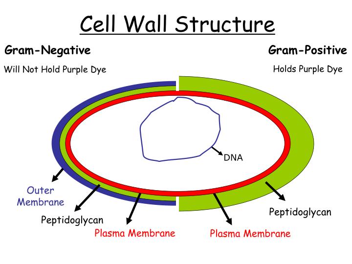 PPT - General Introduction to Bacteria With Special Thanks to Megan ...
