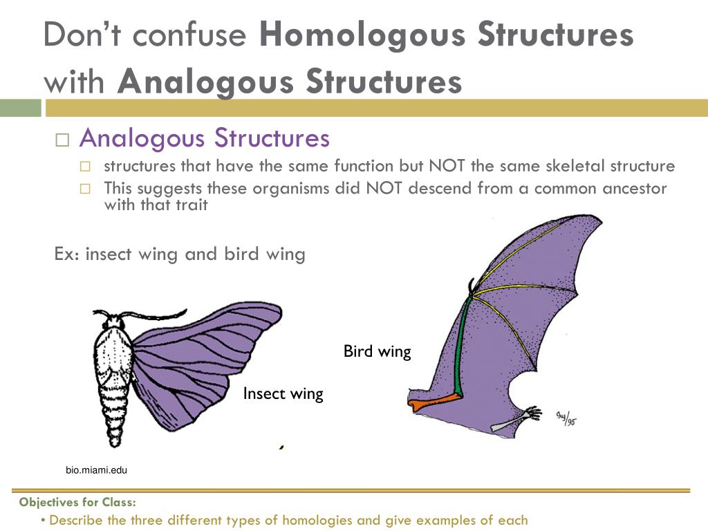 PPT Bio 9D Thursday 4 28 11 Title Evidence For Evolution