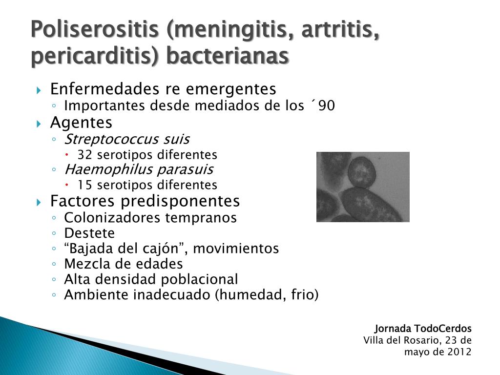 PPT - Desafíos sanitarios en tiempos de intensificación porcina ...