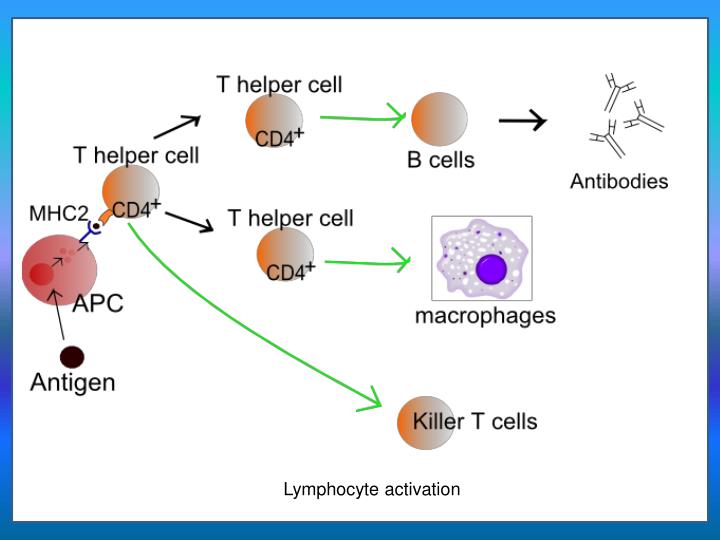 PPT - Limfosit dan Jaringan Limfoid PowerPoint Presentation - ID:1991747