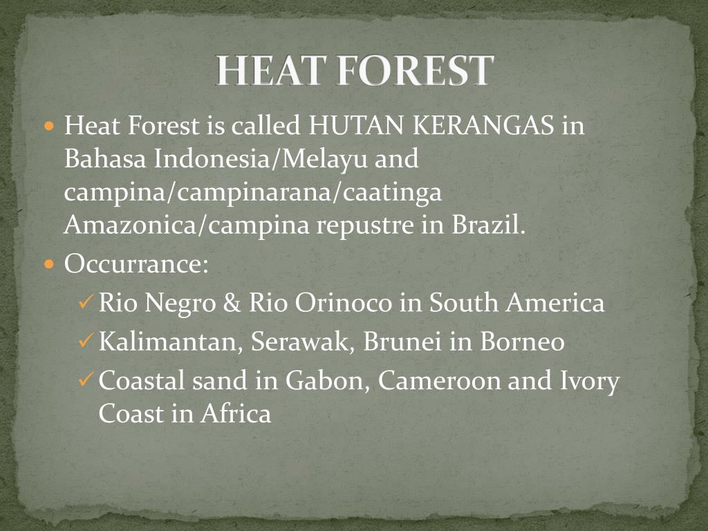 PPT - TROPICAL LOWLAND EVERGREEN FOREST PowerPoint Presentation, free ...