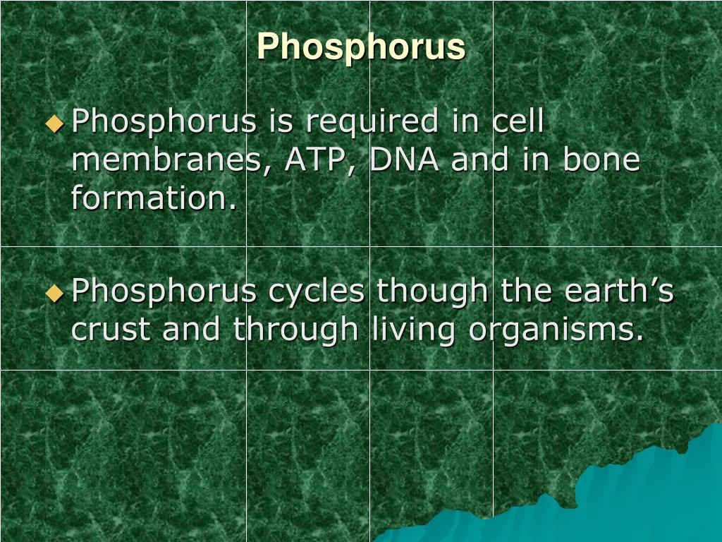 PPT - Biology 20 Energy and Matter Exchange in the Biosphere PowerPoint ...